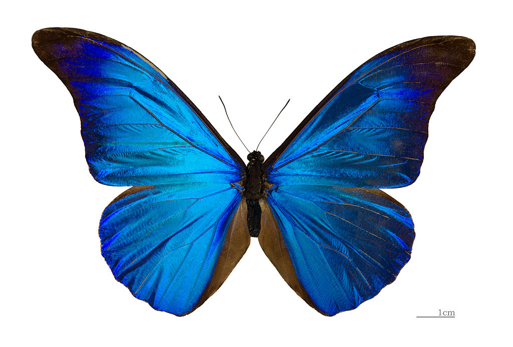 Morpho Rhetenor Butterfly Gown | bellissimacouturefashions